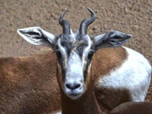 Avestruz - Marcelle Natureza